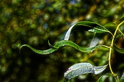 Fotos gratis árbol agua naturaleza rama fotografía luz de sol