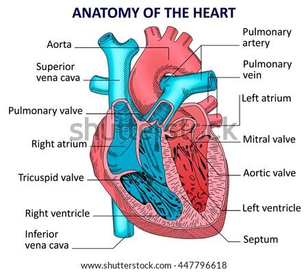 Human Heart Anatomy Vector Diagram Stock Vector Royalty Free