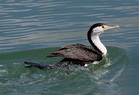 Fotos gratis mar agua pájaro ala ave marina fauna silvestre