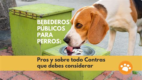 Agosto 28 2023 Revista Petmi Para Amantes De Mascotas