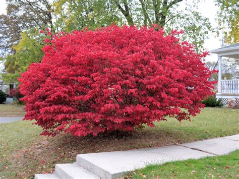Is Burning Bush Invasive Alternatives To Burning Bush In The Landscape