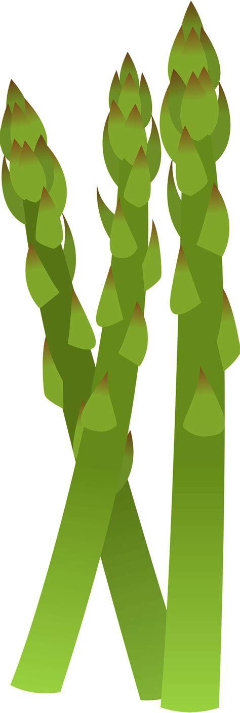 Asparagus Clipart 383180 At Graphics Factory Clip Art Library