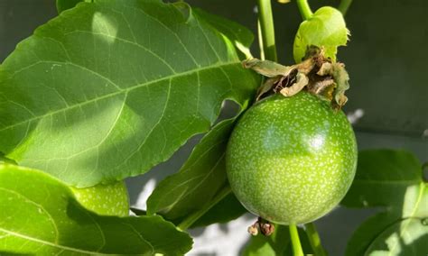 Descubra o segredo de plantar maracujá sucesso