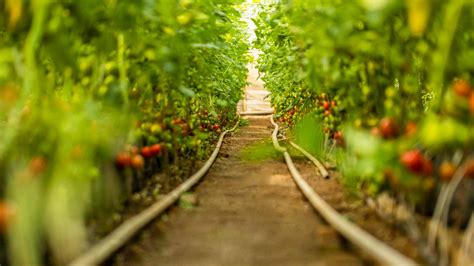 Agricultura Intensiva En Canarias AGROINGENIA