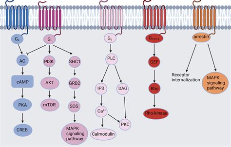 Critical Roles Of G Protein Coupled Receptors In Regulating Intestinal
