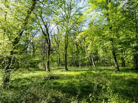 Kostenlose Foto Landschaft Baum Natur Wald Gras Ast Wiese