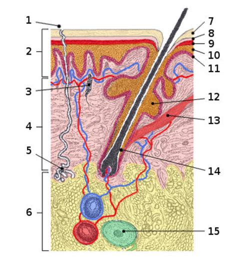 Integumentary System Diagram Diagram Quizlet