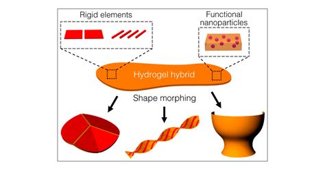 shape morphing materials from stimuli responsive hydrogel hybrids accounts of chemical research