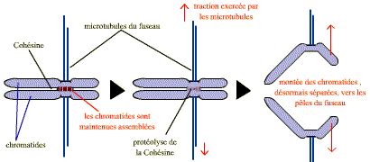 La R Gulation Du Cycle Cellulaire Planet Vie