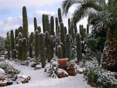 Pin En Plantas Red Facilisimo