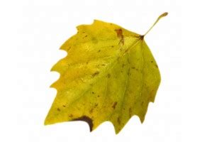 Stickers Et Autocollants Feuilles Aux Couleurs Dautomne Le Monde Du