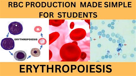 ERYTHROPOIESIS THE FORMATION AND LIFE CYCLE OF RBCS EXPLAINED IN SIMPLE