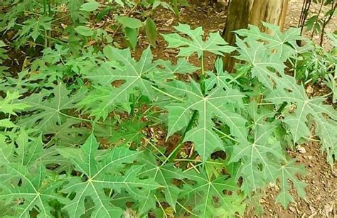 Manfaat Daun Pepaya Jepang