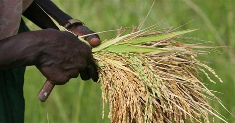 Culture du riz en Côte d Ivoire Chantiers de la gouvernance