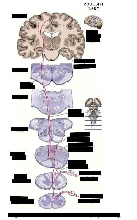 Lab Somatosensory Pathway Diagram Quizlet