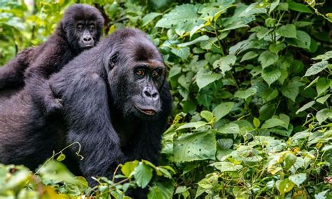 Safaris Rwanda Safari Rwanda Safaris Tours Rwanda Tours Tours