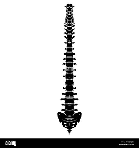 Squelette colonne vertébrale humaine silhouette colonne vertébrale os