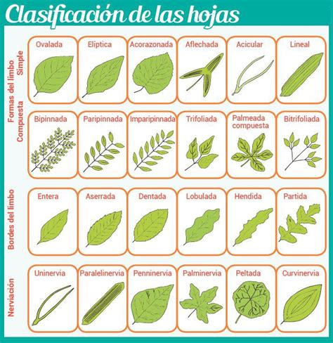סובטרופי מחייך מדמם clasificacion de las hojas segun su forma para