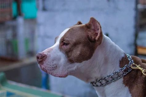Mulher é atacada pelo próprio pit bull dentro de elevador Fatos