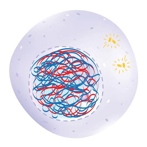 Cell Growth And Division Anaphase Over 43 Royalty Free Licensable