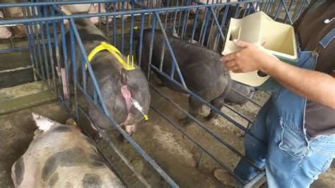 Inseminacion Artificial En Cerdos Youtube