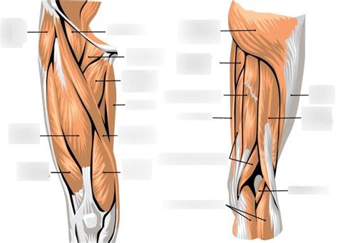 Leg Muscles Superficial Diagram Quizlet