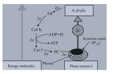 Draw A Line Diagram To Show The Reactions Of Cyclic Photophosphorylation