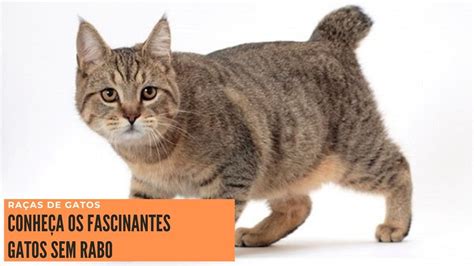 Conheça os fascinantes GATOS SEM RABO YouTube