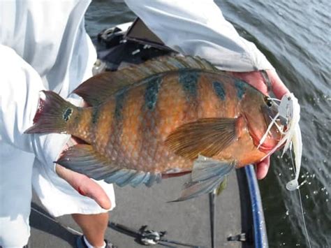 Fishing For Invasive Fish In Florida Species Guide Tips Panfish