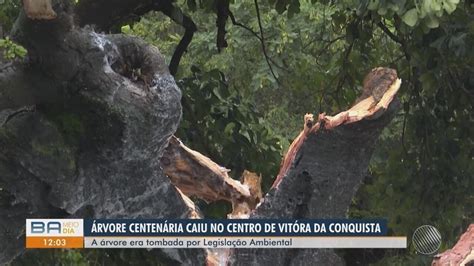 Árvore centenária e tombada pela legislação ambiental cai no sudoeste