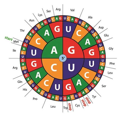 Gene Expression The Definitive Guide Biology Dictionary