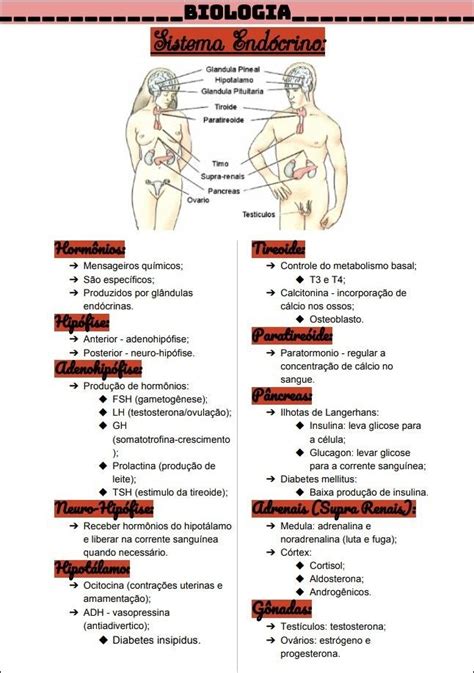 Mapas Mentais Sobre SISTEMA ENDOCRINO Study Maps