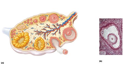 Anatomy Of A Human Ovary Diagram Quizlet