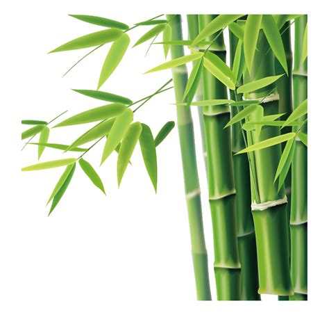 Bamboo PNG Images Transparent Background PNG Play
