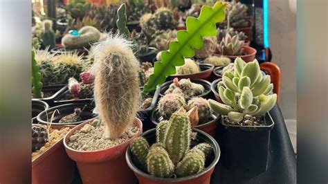 Chilango Atenci N Se Or Y Se Ora De Las Plantas Plant Fest