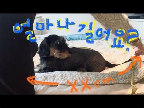 스탠다드 닥스훈트 얼마나 클까 14개월 강모 닥스훈트 순대 YouTube