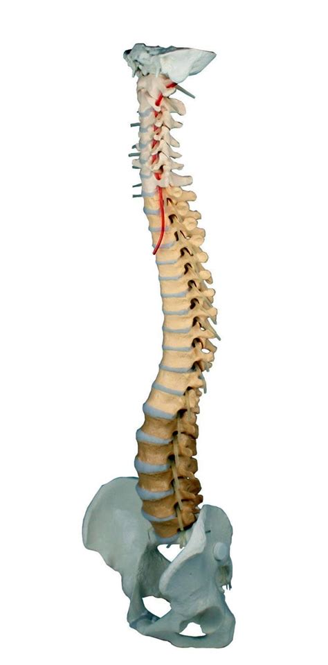 Wirbelsäule Mit Abnehmbarem Becken Und Muskelmarkierungen Anatomische Modelle