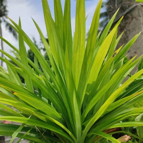 Jual Tanaman Herbal Daun Pandan Wangi Bibit Panda Pandanus