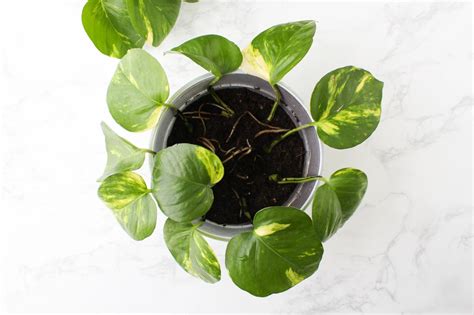 Efeutute vermehren Tipps und Tricks für eine erfolgreiche und