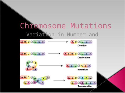PPTX Chapter 6 Chromosome Mutations PDFSLIDE NET