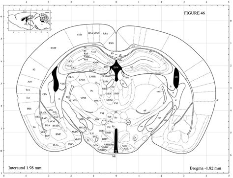 Mouse Brain Atlas