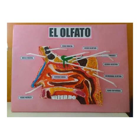 Maqueta Sentido Del Olfato Sin Colorear Unicel Papeleria Wiki