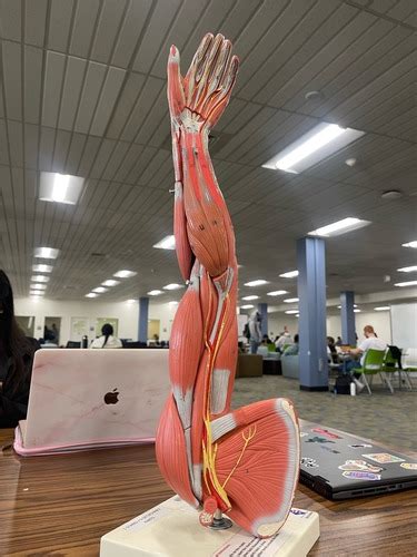 Anterior Arm Flashcards Quizlet