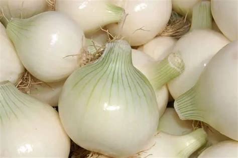 Cebolla blanca variedades de variedades beneficios y daños cómo