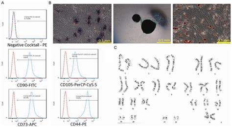 Characterization Of Human MSCs A The Expression Of Human MSC Specific