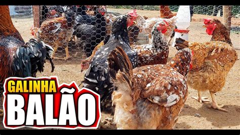 INCRÍVEL seleção das GALINHAS BALÃO SERTANEJAS YouTube