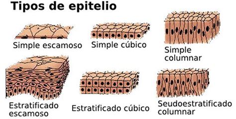 Tejido epitelial qué es características descripción funciones y tipos