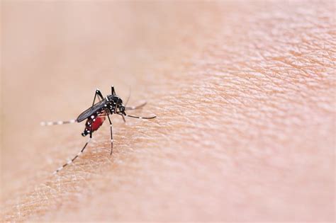 Demam Berdarah Gejala Penyebab Dan Pengobatan Alodokter