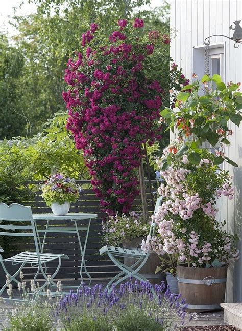 Plante en pot brise vue balcon pour se protéger du vis à vis