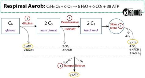 Respirasi Aerob Dan Anaerob Idschool Net
